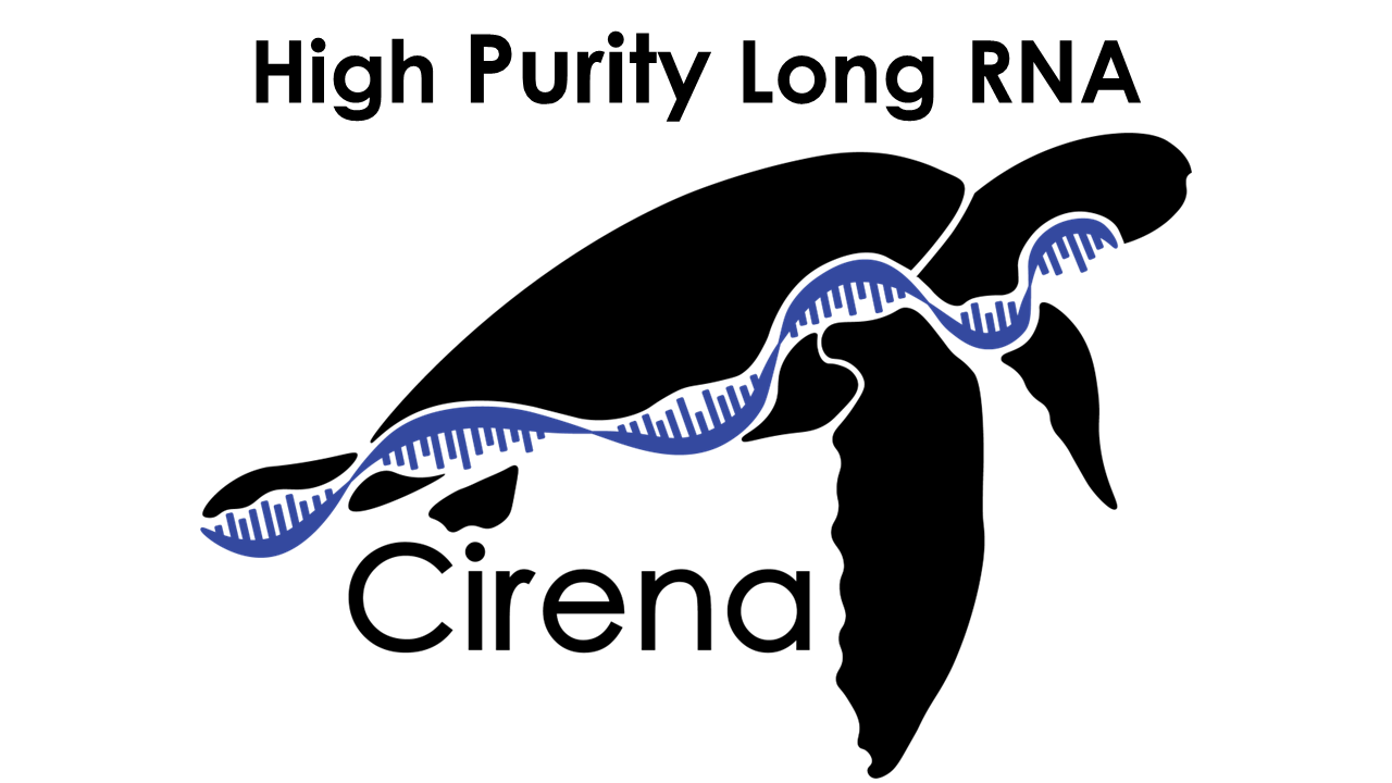 Cirena launches high-purity long RNA to accelerate CRISPR and genome ...