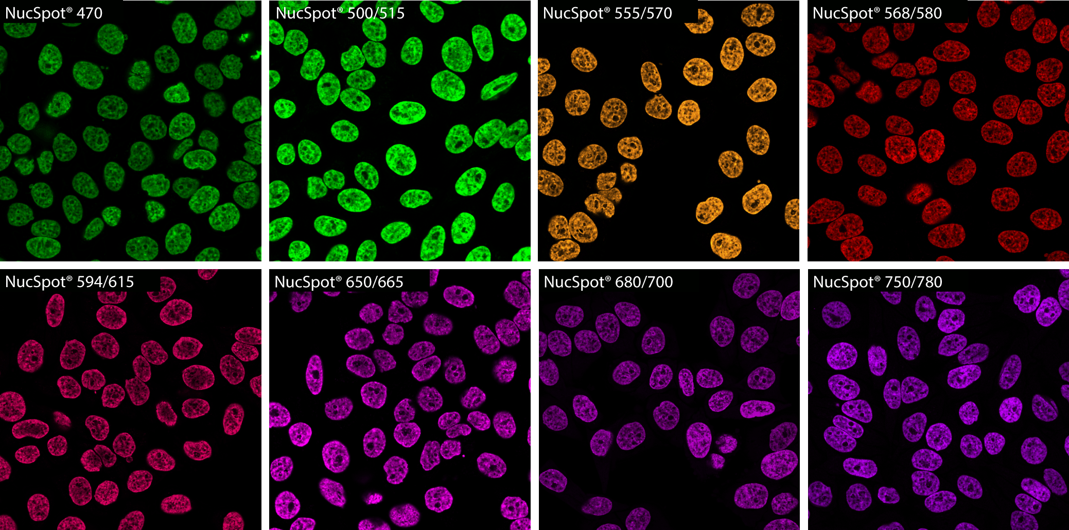 Biotium expands selection of novel Nuclear Stains for enhanced ...